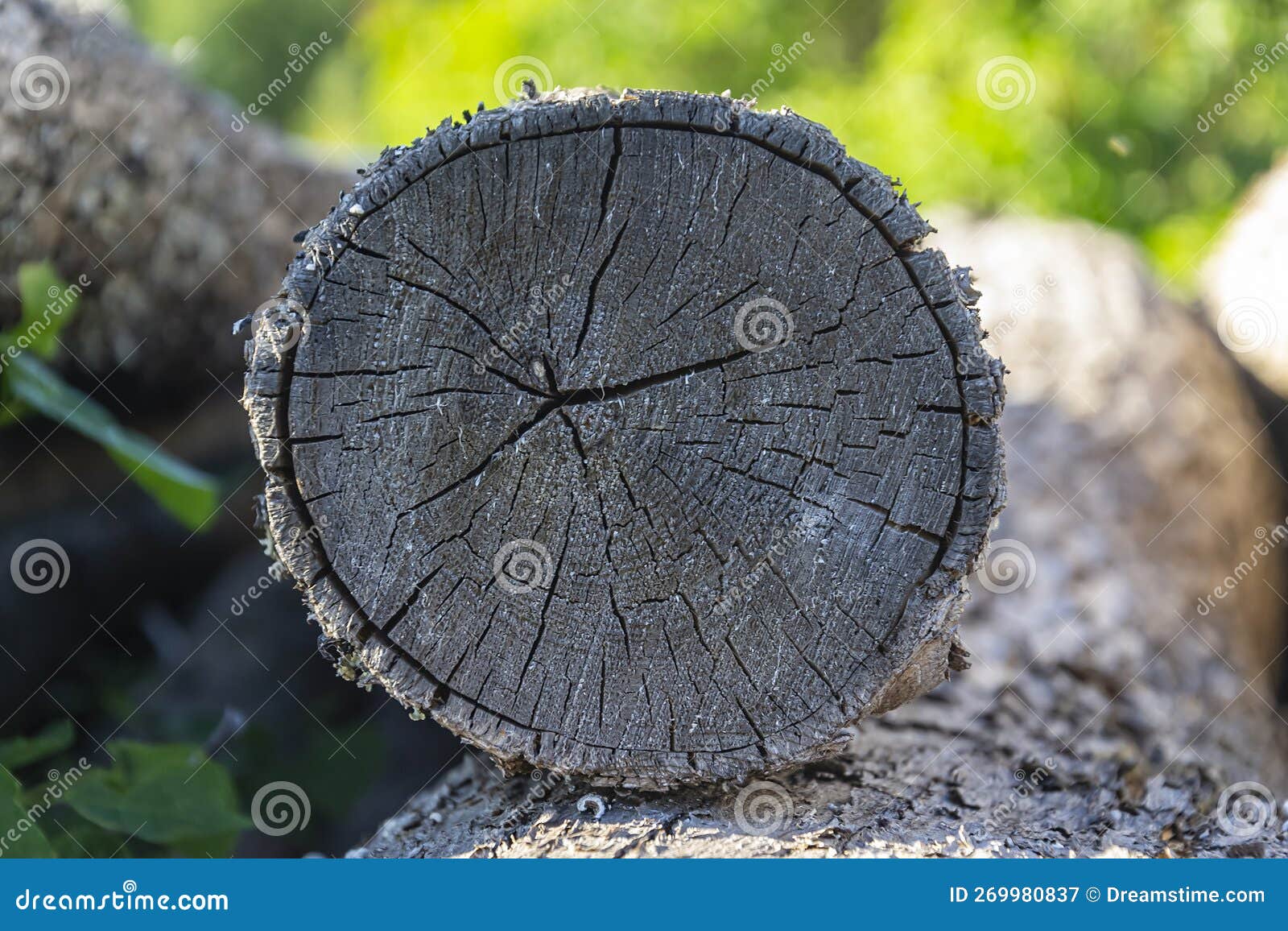 Round cut of a tree stock image. Image of round, detailed - 269980837