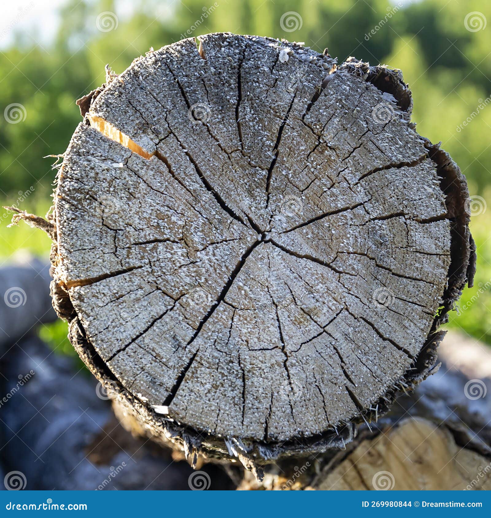 Round cut of a tree stock photo. Image of year, detailed - 269980844