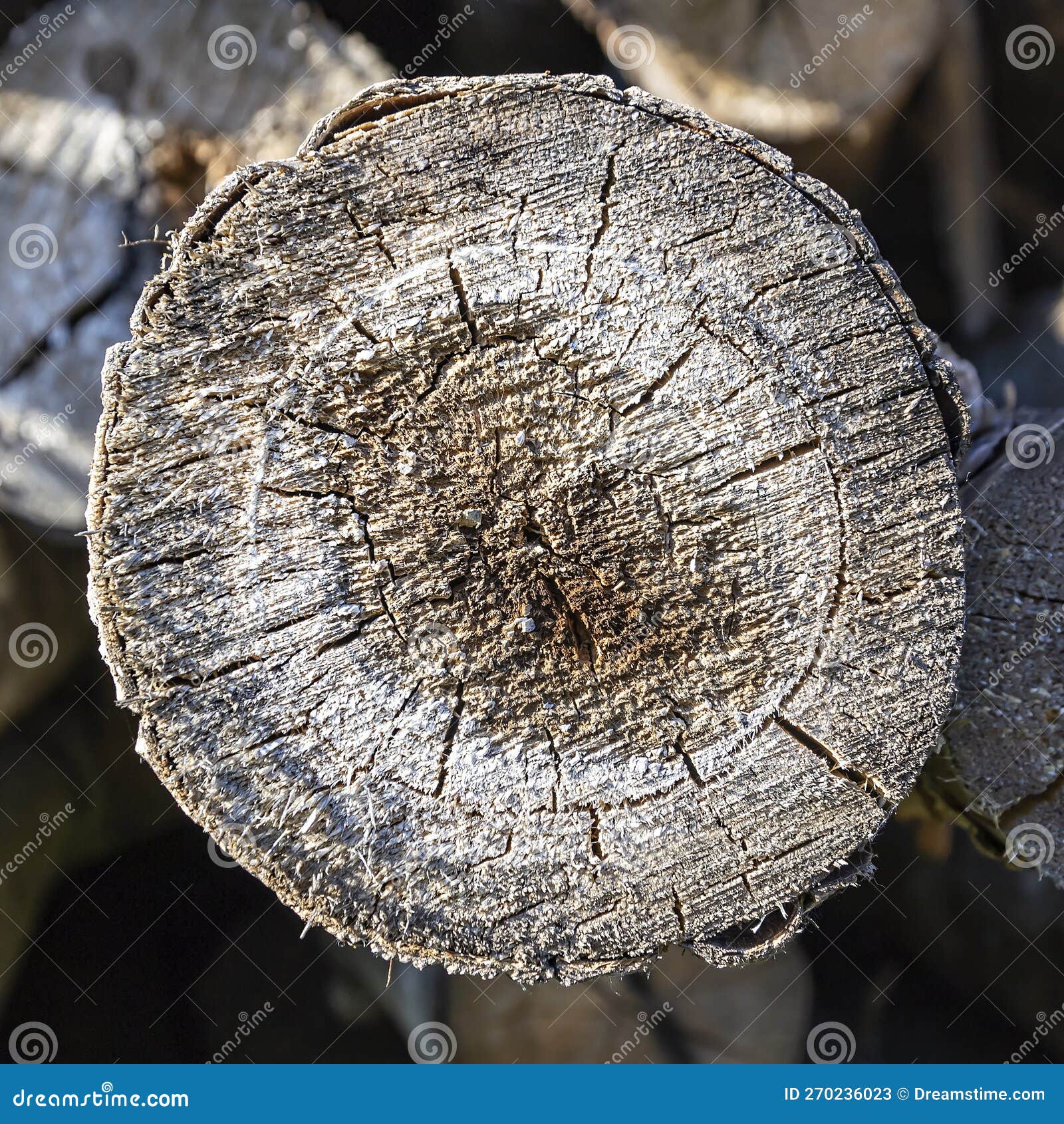 Round cut of a tree stock image. Image of ripple, structure - 270236023