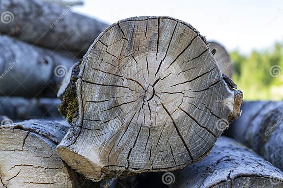 Round cut of a tree stock image. Image of year, shape - 270236085