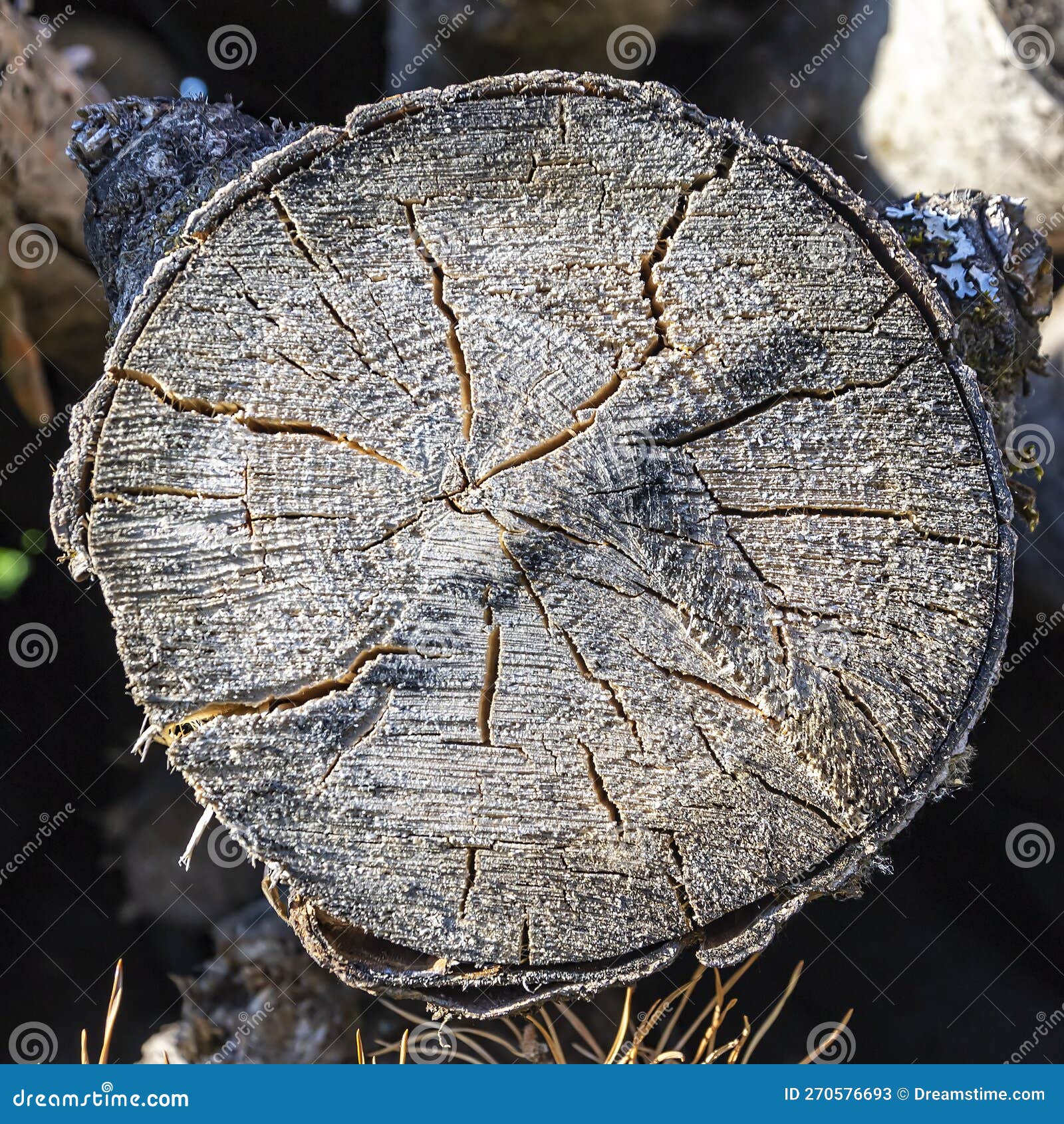 Round cut of a tree stock image. Image of material, rural - 270576693