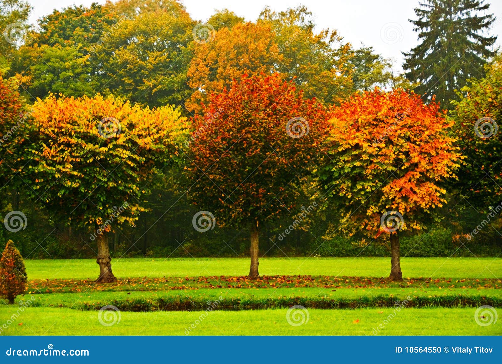 Round-Cut Trees in Autumn stock photo. Image of forest - 10564550