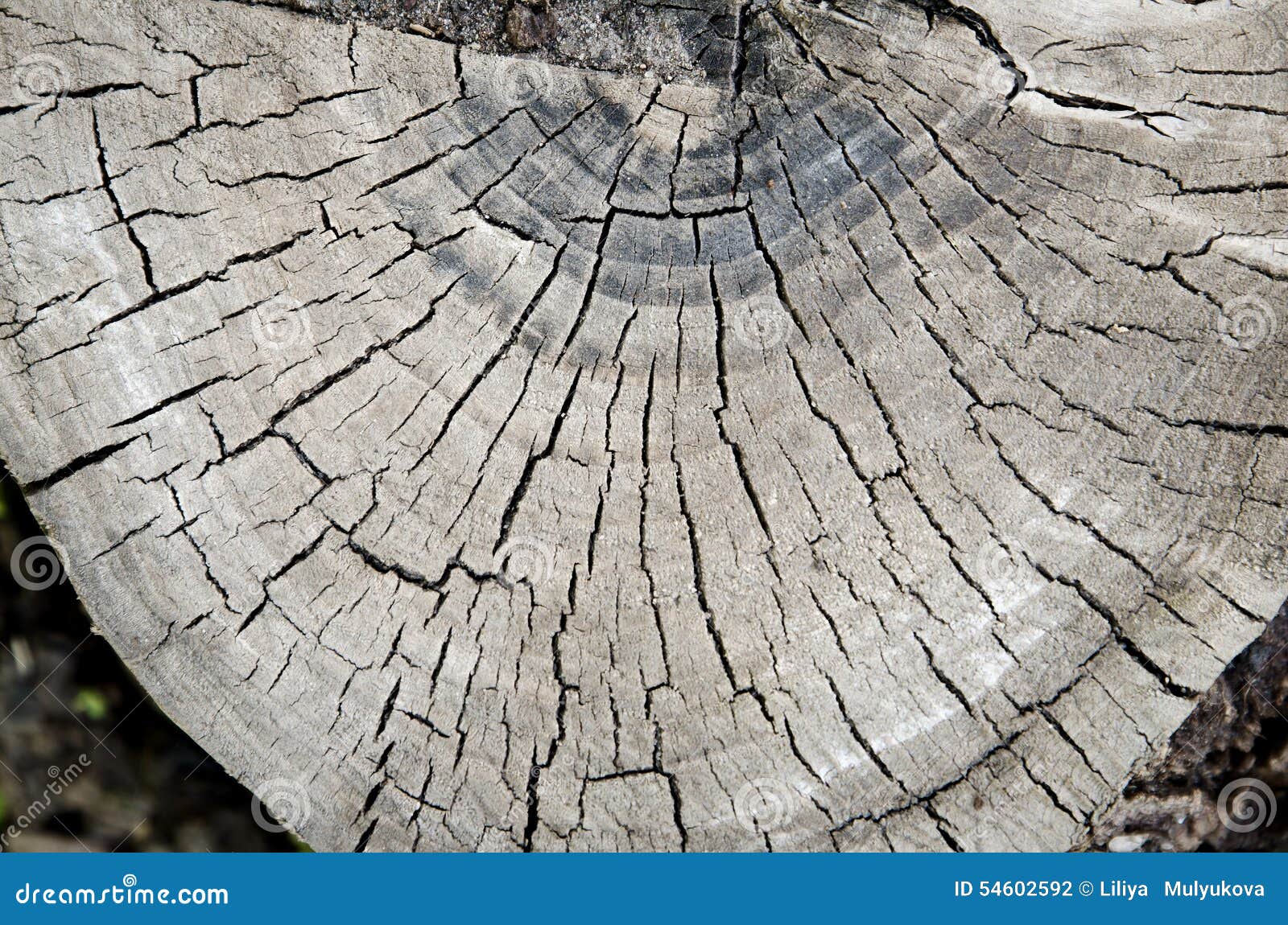 Round cut wood stock photo. Image of stump, line, aging - 54602592