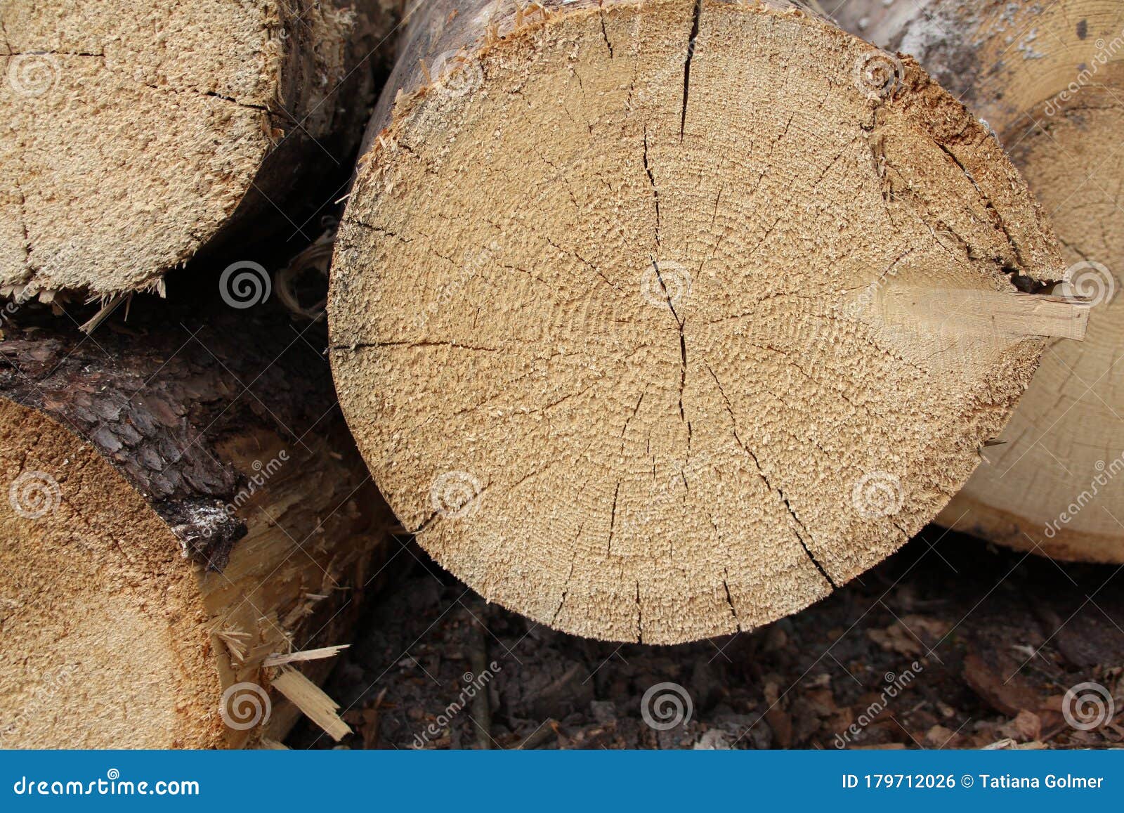 Round Cut of Wood, Cut a Tree Trunk in a Spring Forest. Slivers. Cut ...