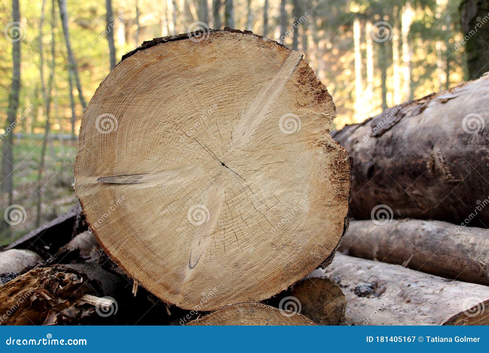 Round Cut of Wood, Cut a Tree Trunk in a Spring Forest. Slivers. Cut ...