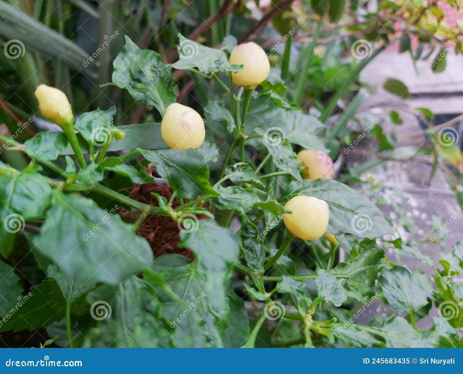 Round and Cute Ornamental Chili. Stock Image - Image of shrub ...