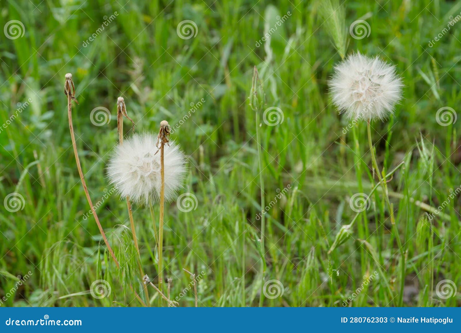 Round Dandelion Feathers,ball-shaped Feathers on a Dandelion Stock ...
