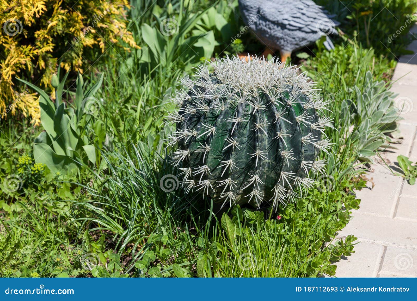 Round Decorative Cactus on a Summer Cottage on the Background of Green ...