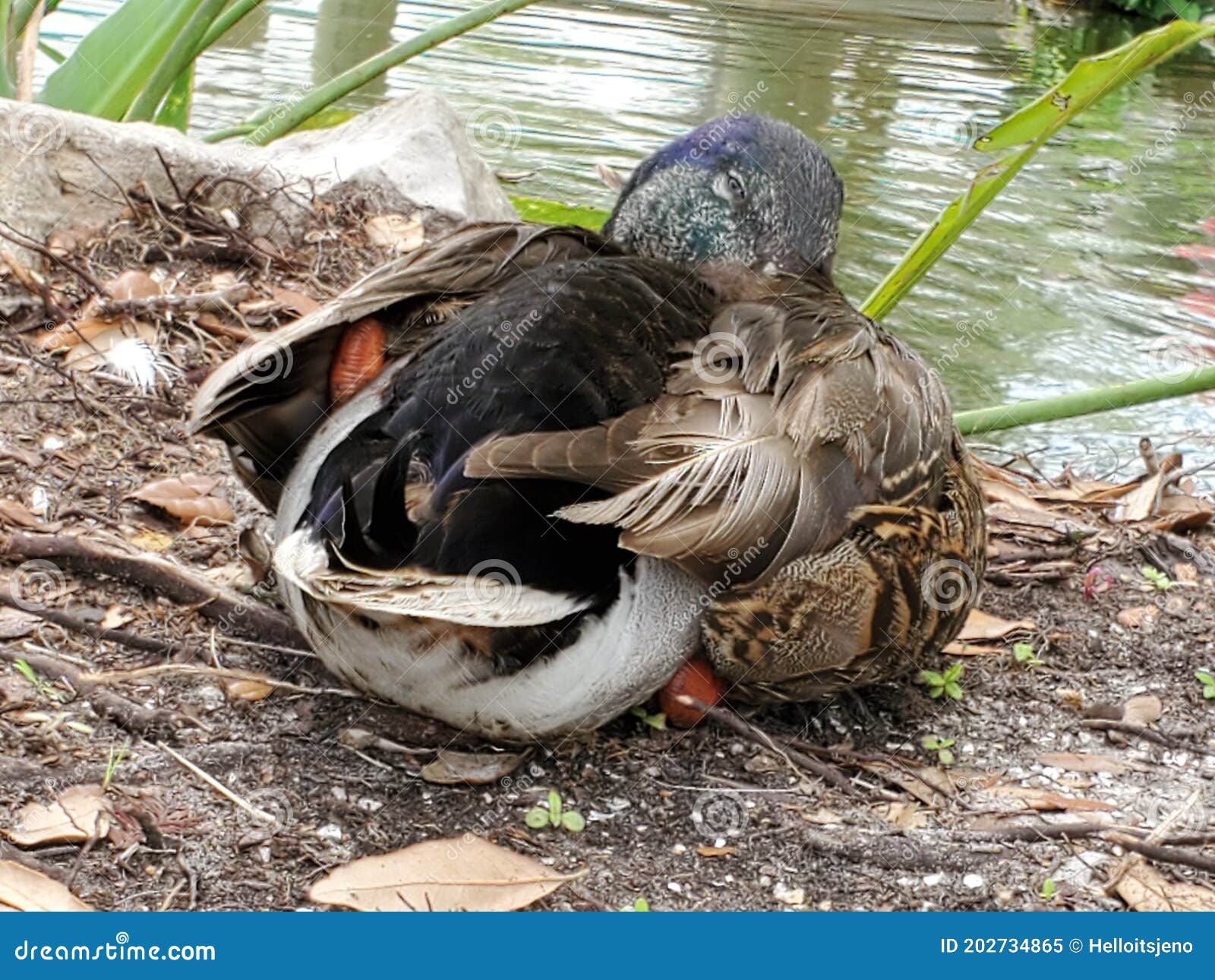 Round duck takes a nap stock image. Image of nature - 202734865