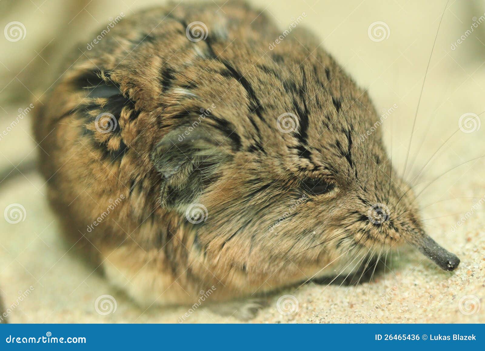 Round-eared Elephant Shrew stock photo. Image of macroscelides - 26465436