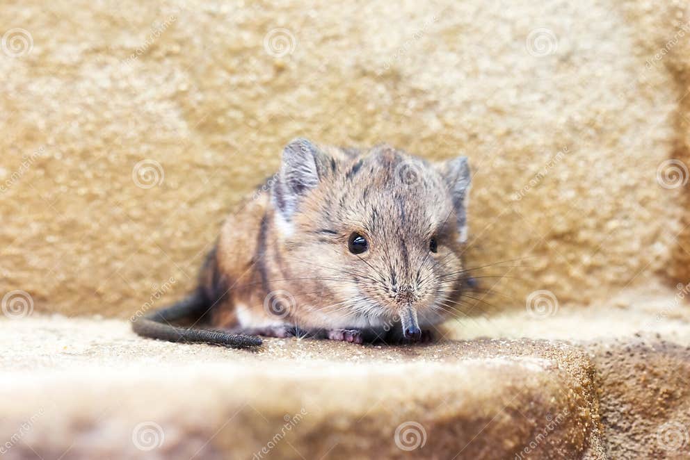 Round-eared Sengi (Macroscelides Proboscideus) Stock Image - Image of ...