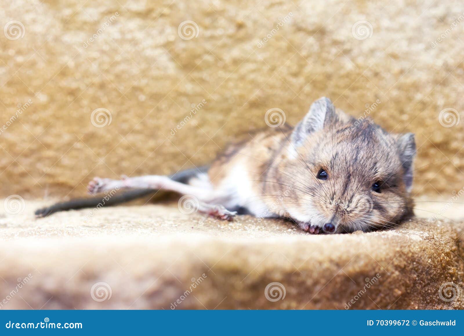 Round-eared Sengi (Macroscelides Proboscideus) Stock Photo - Image of ...