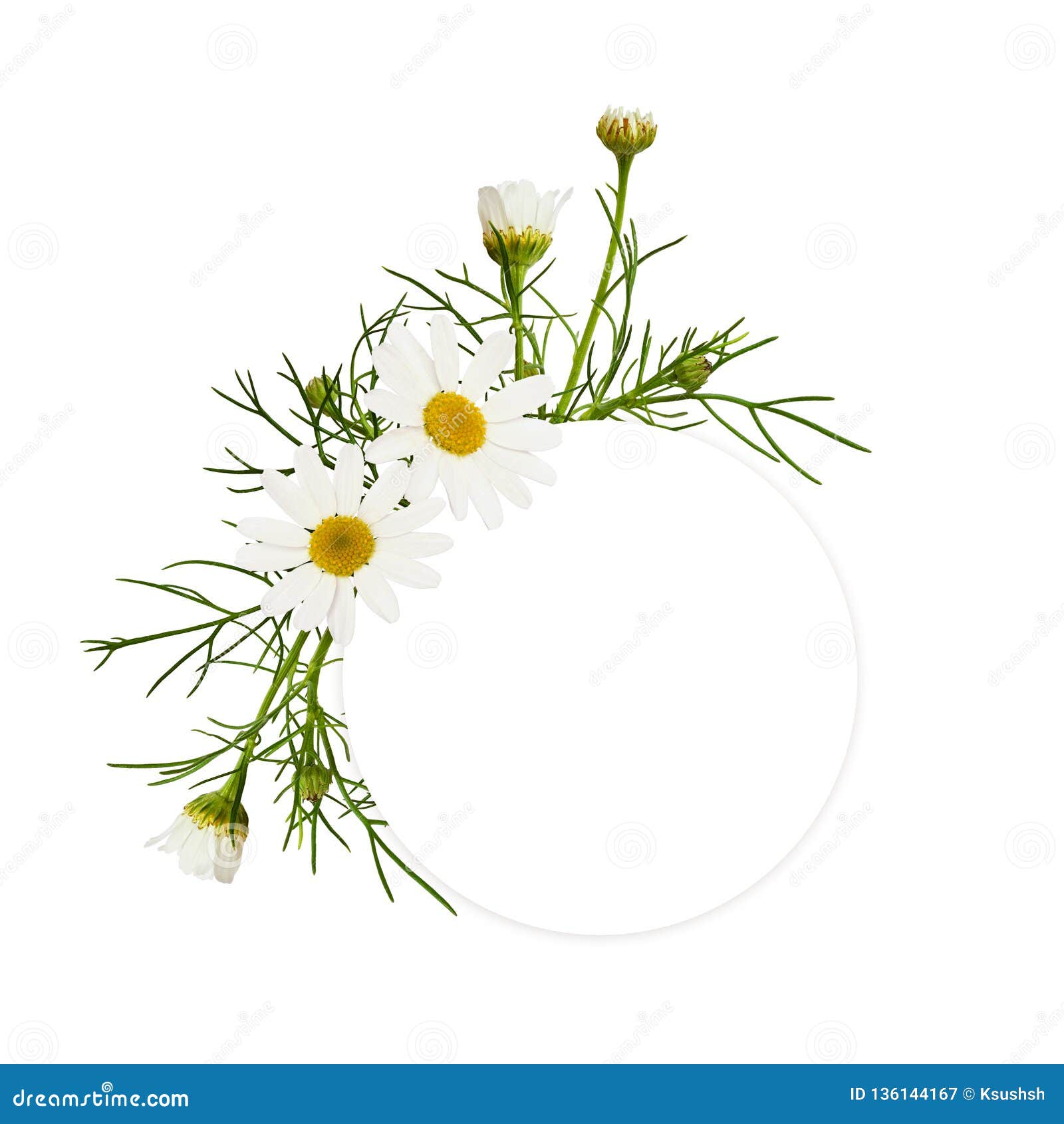 Round Empty Card with Daisy Flowers Arrangements Stock Image - Image of ...