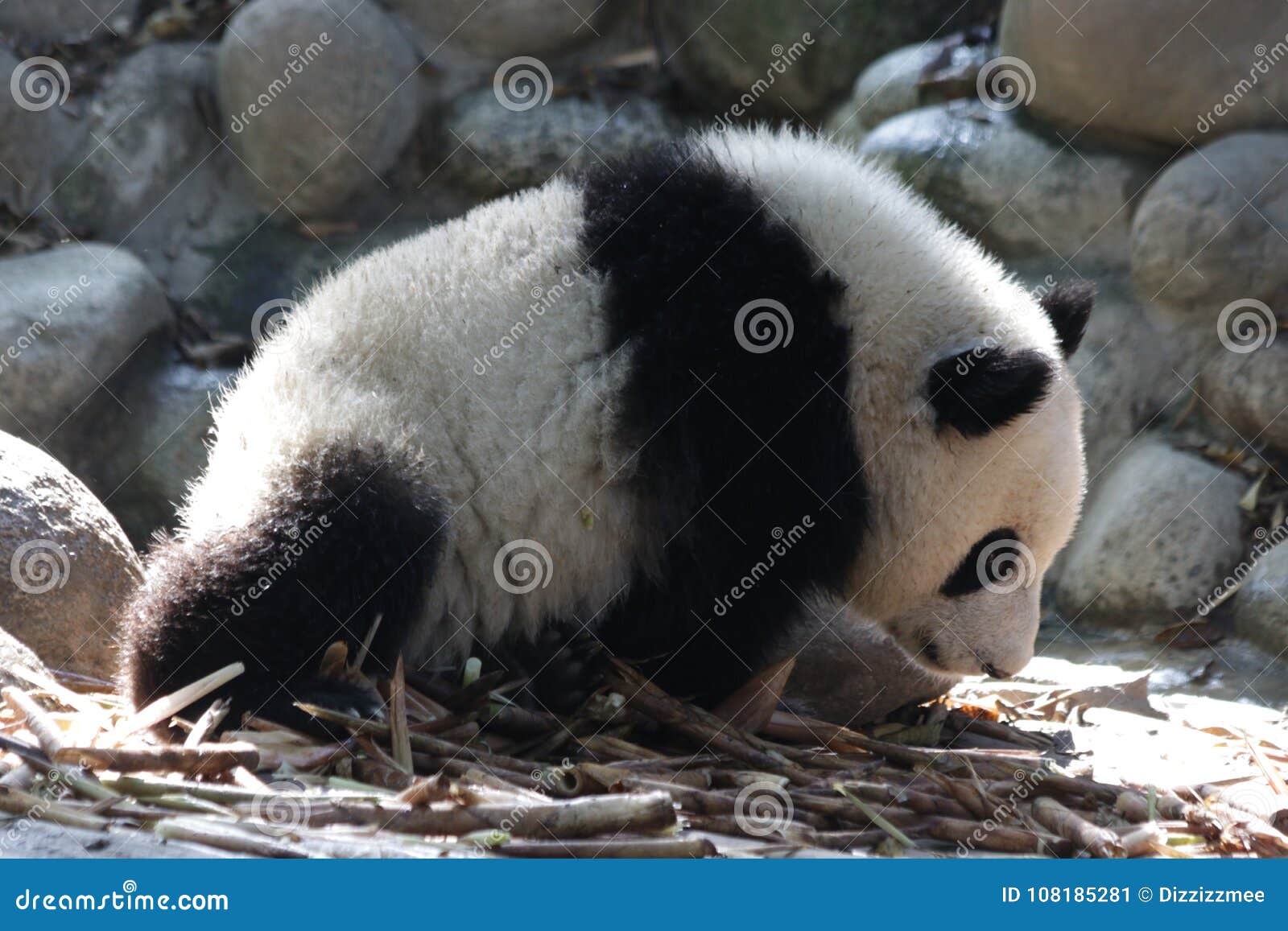 Little Giant Panda Cub in China Stock Image - Image of cute, round ...
