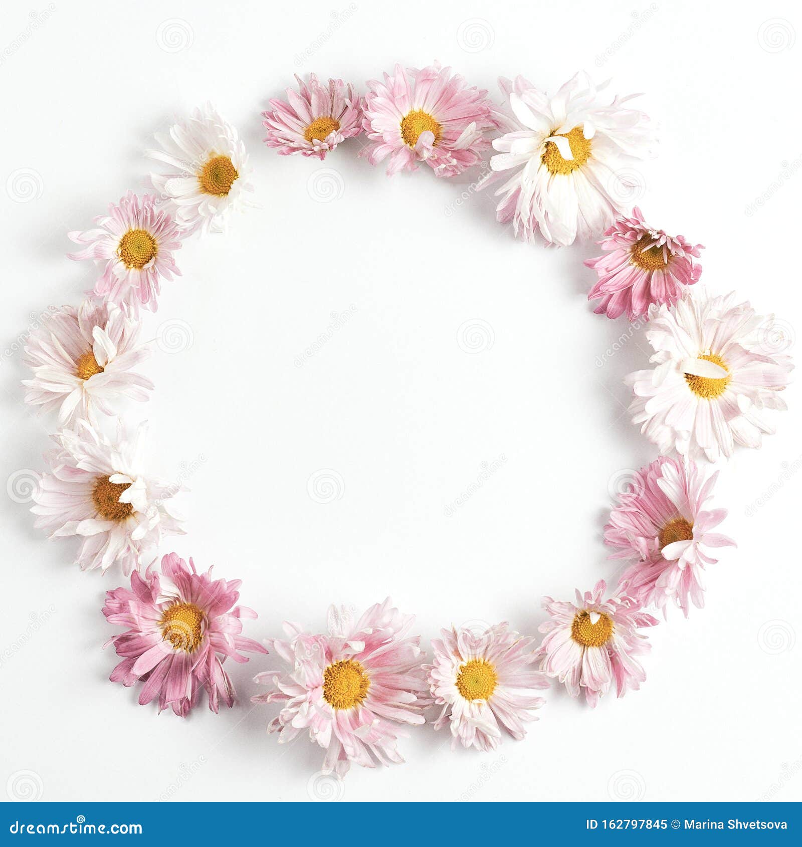 Round Flower Frame. Composition Pink Chrysanthemums on a White ...