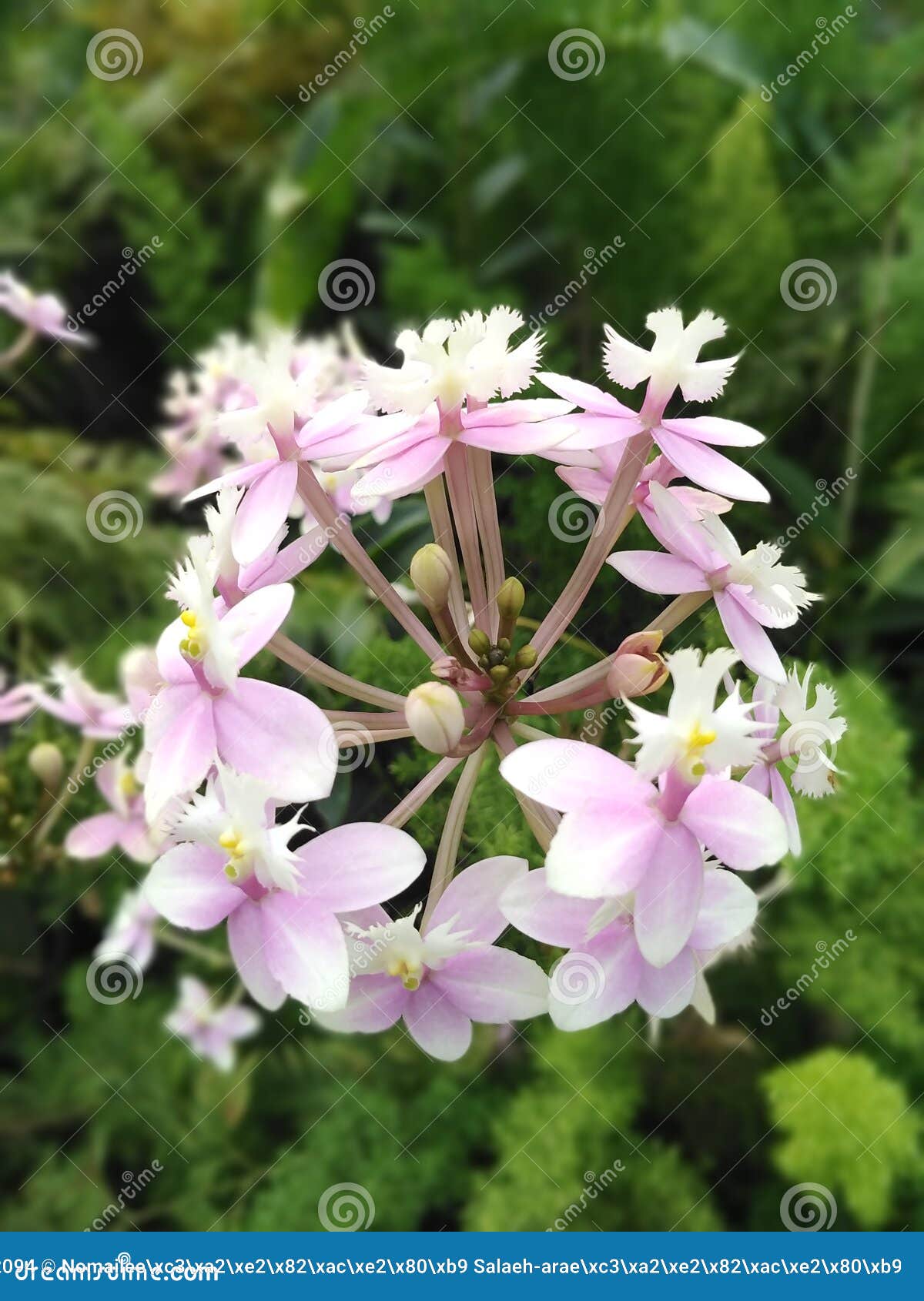 Round flower stock photo. Image of flutter, flower, blur - 170042094