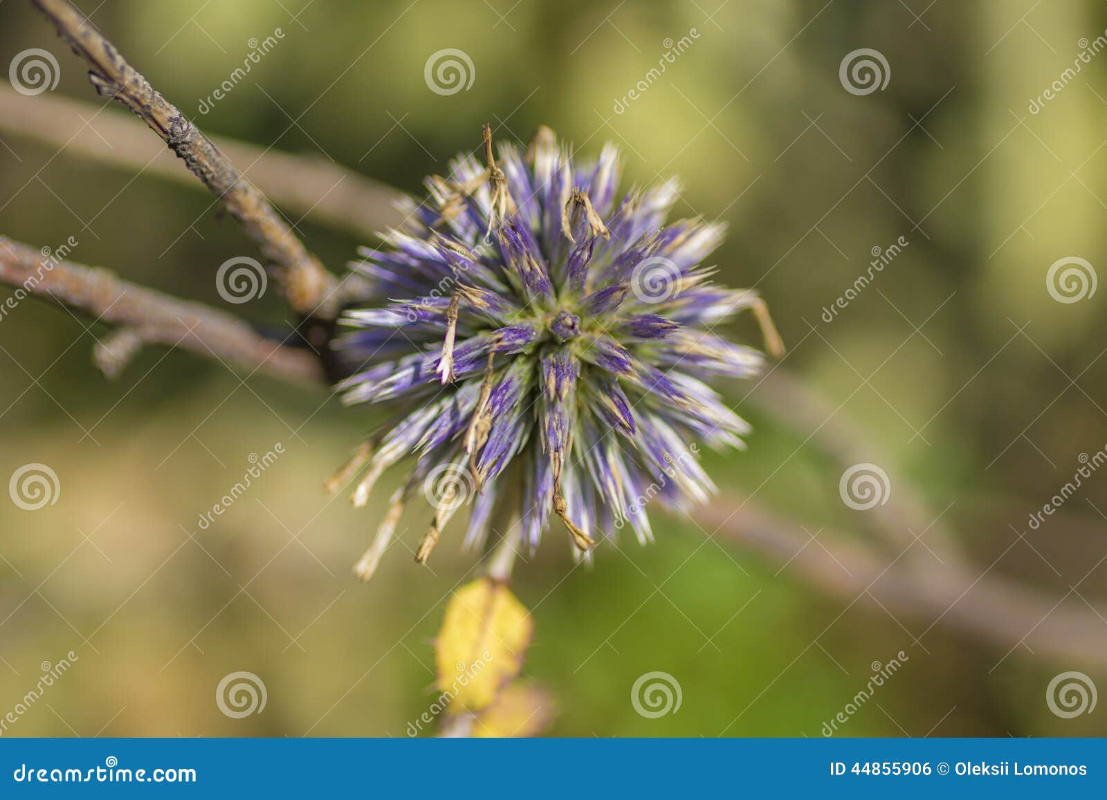 Round fluffy purple bud stock photo. Image of beautiful - 44855906