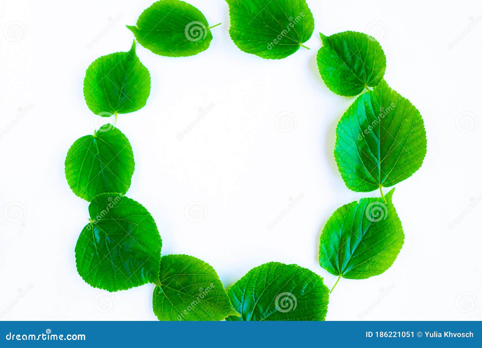 Round Frame of Fresh Green Leafs on White Background. Stock Image ...