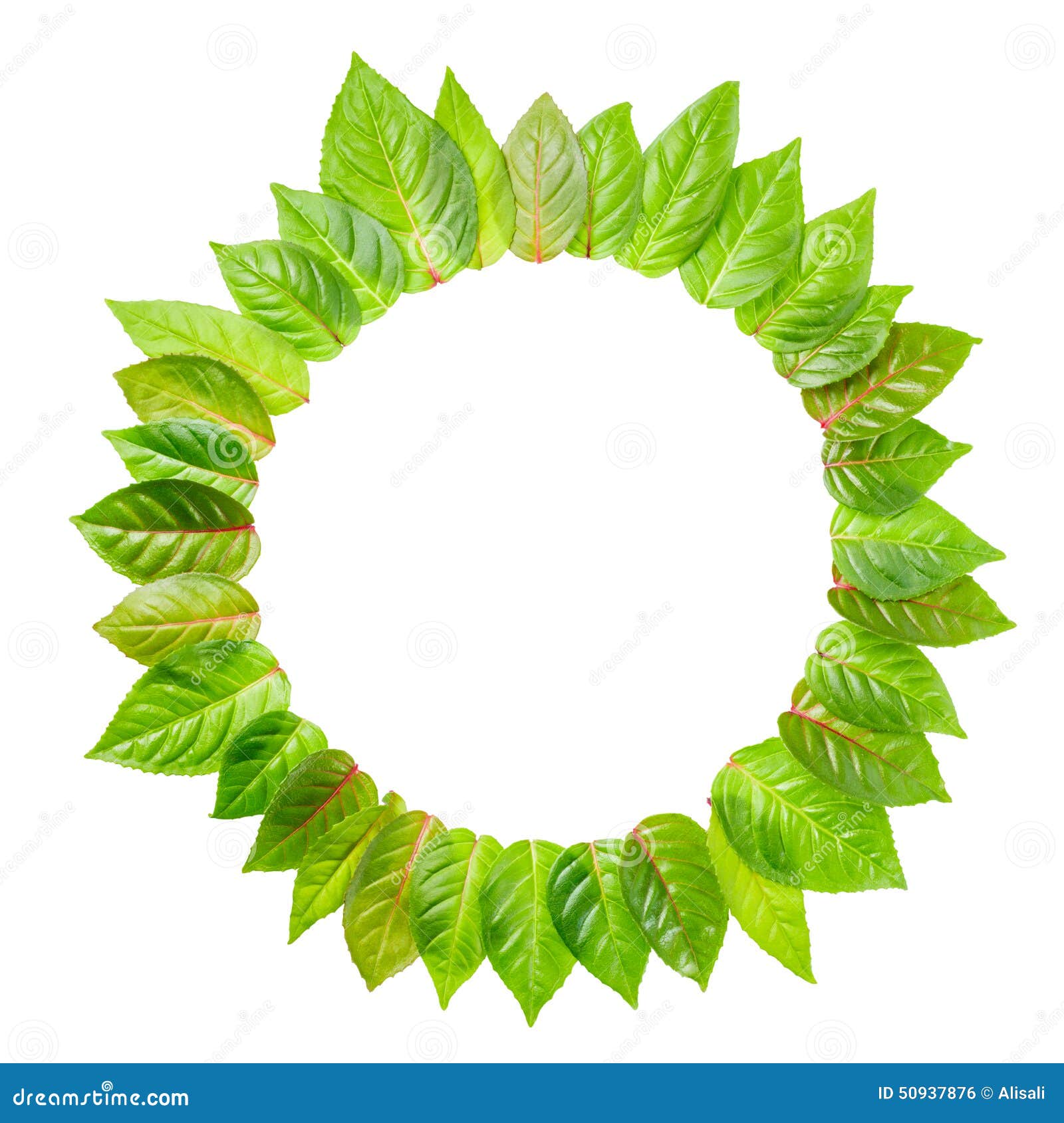 Round Frame of Fresh Green Leaves is Isolated on White Background Stock ...
