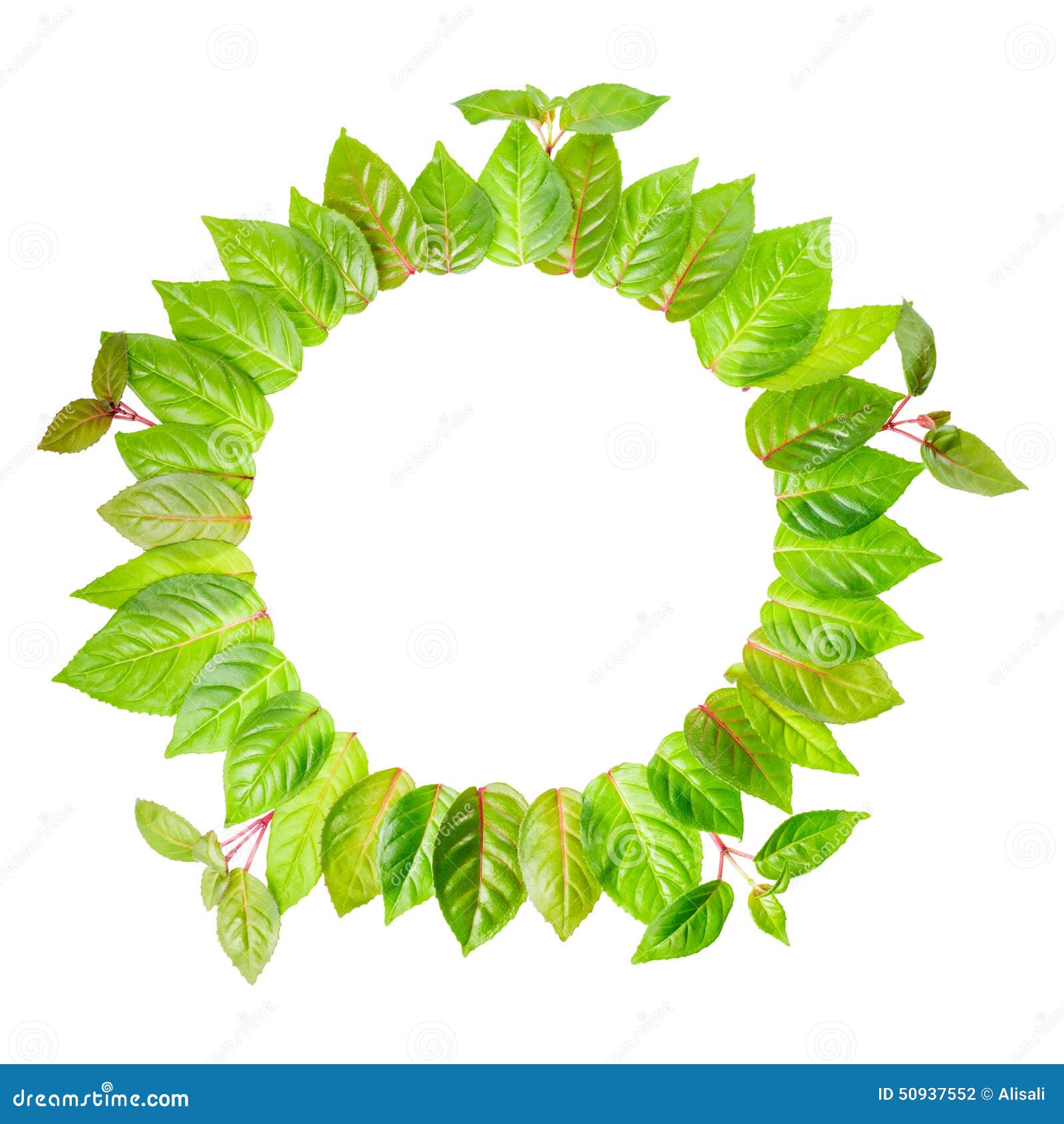 Round Frame of Fresh Green Leaves with Twig is Isolated on White Stock ...