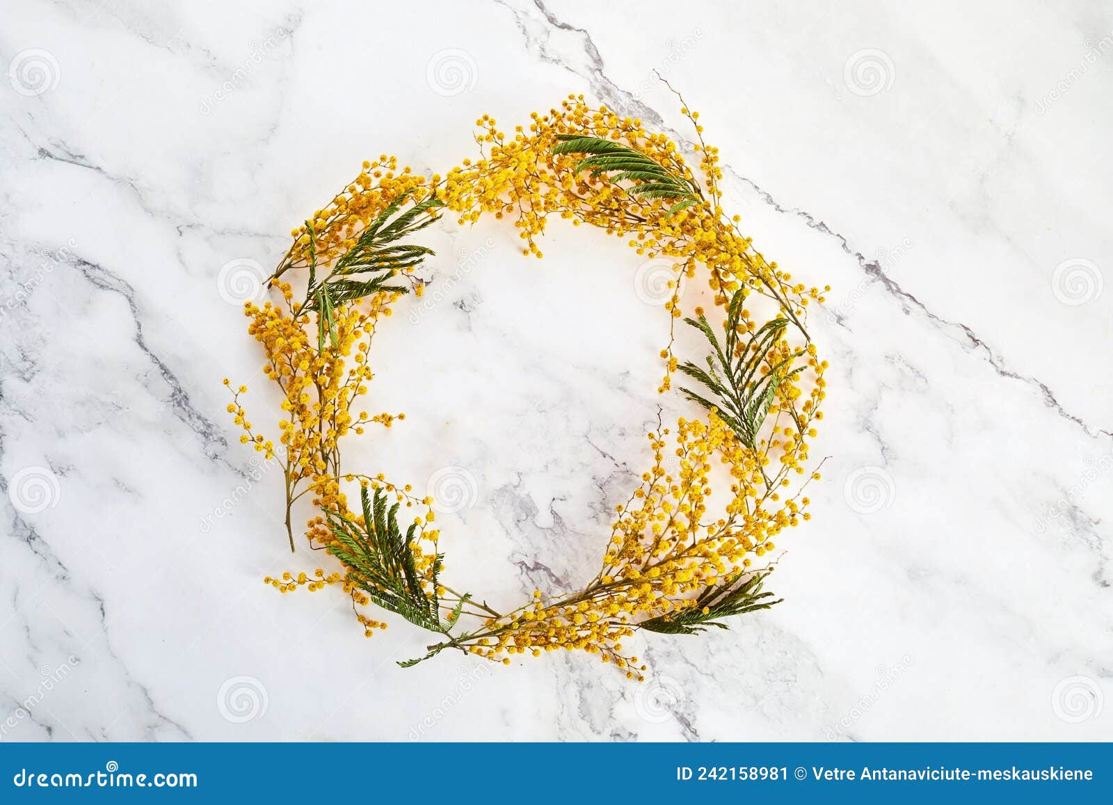 Round Frame from Mimosa Flower. Minimal Spring Holiday Concept. Stock ...