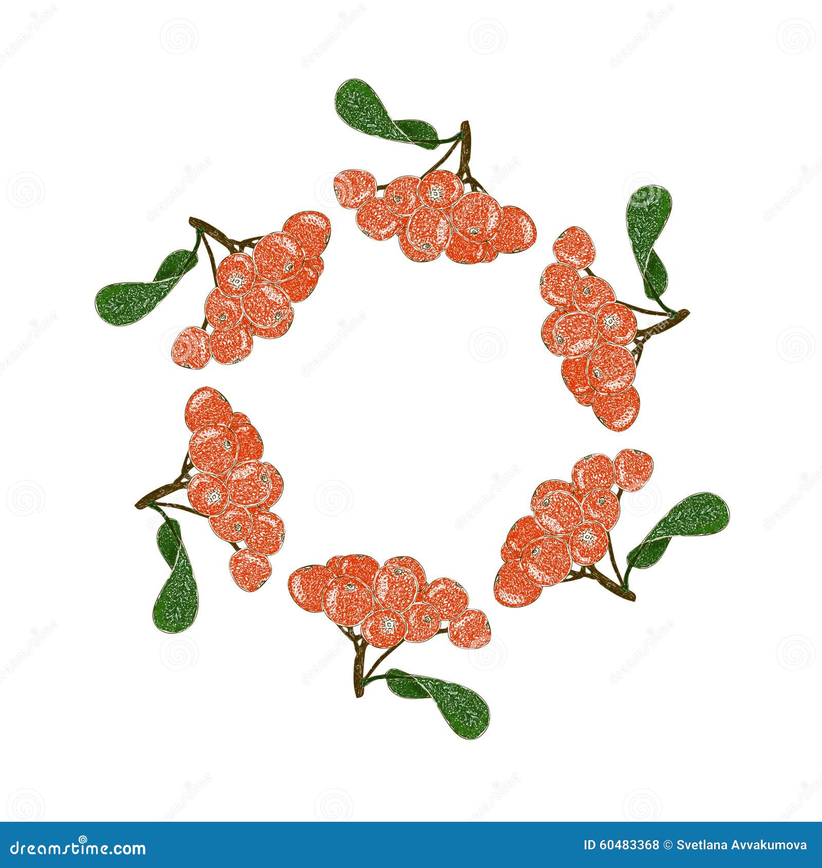 Round Frame. White Background. a Rowan Branch Stock Vector ...