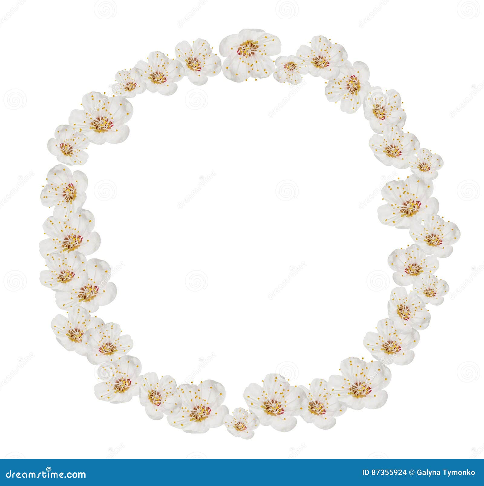Round Frame of White Flowers Isolated on Background Stock Photo - Image ...