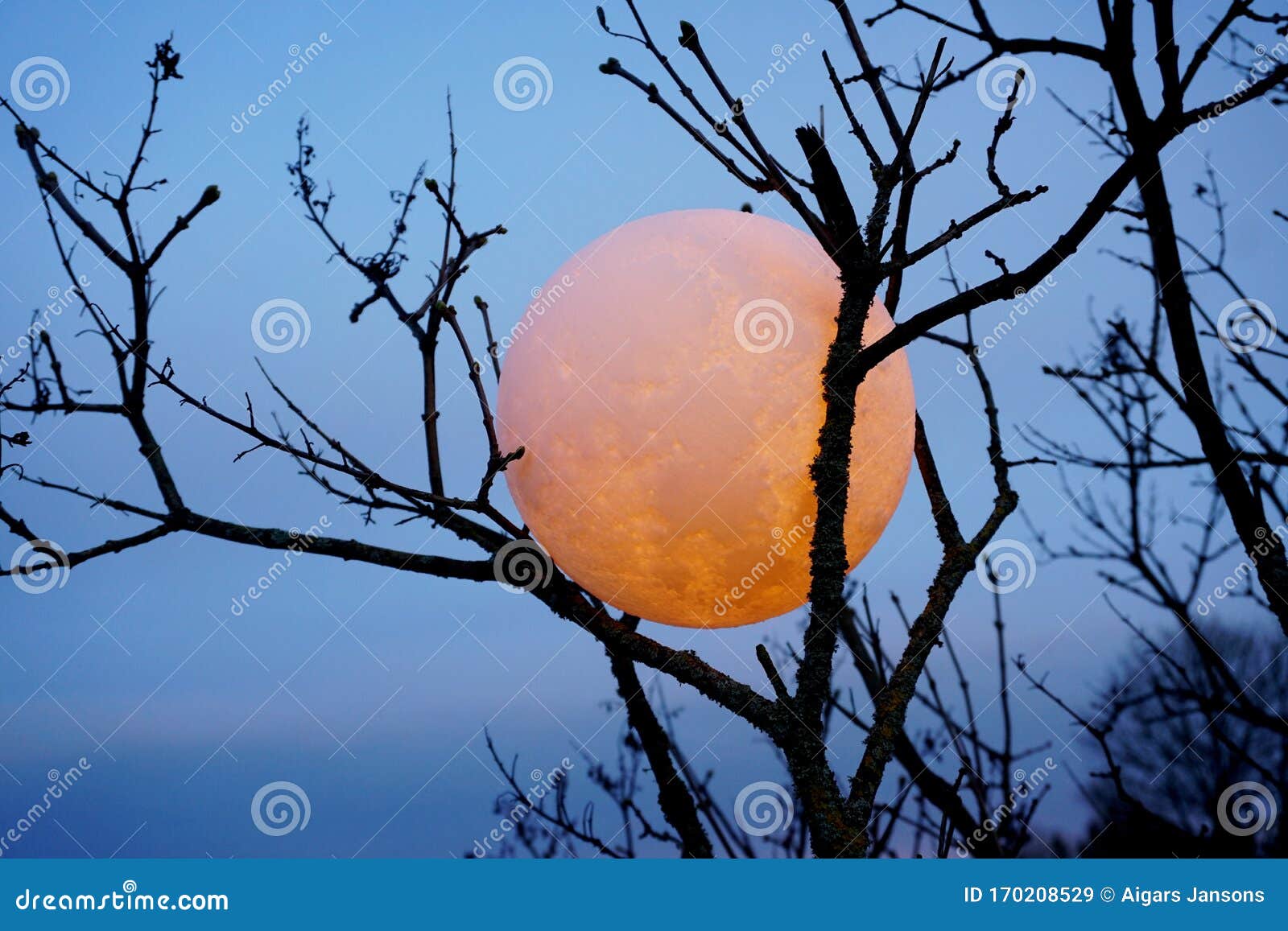 Round Full Moon in Tree Branches on Evening Sky Background Lunar Model ...