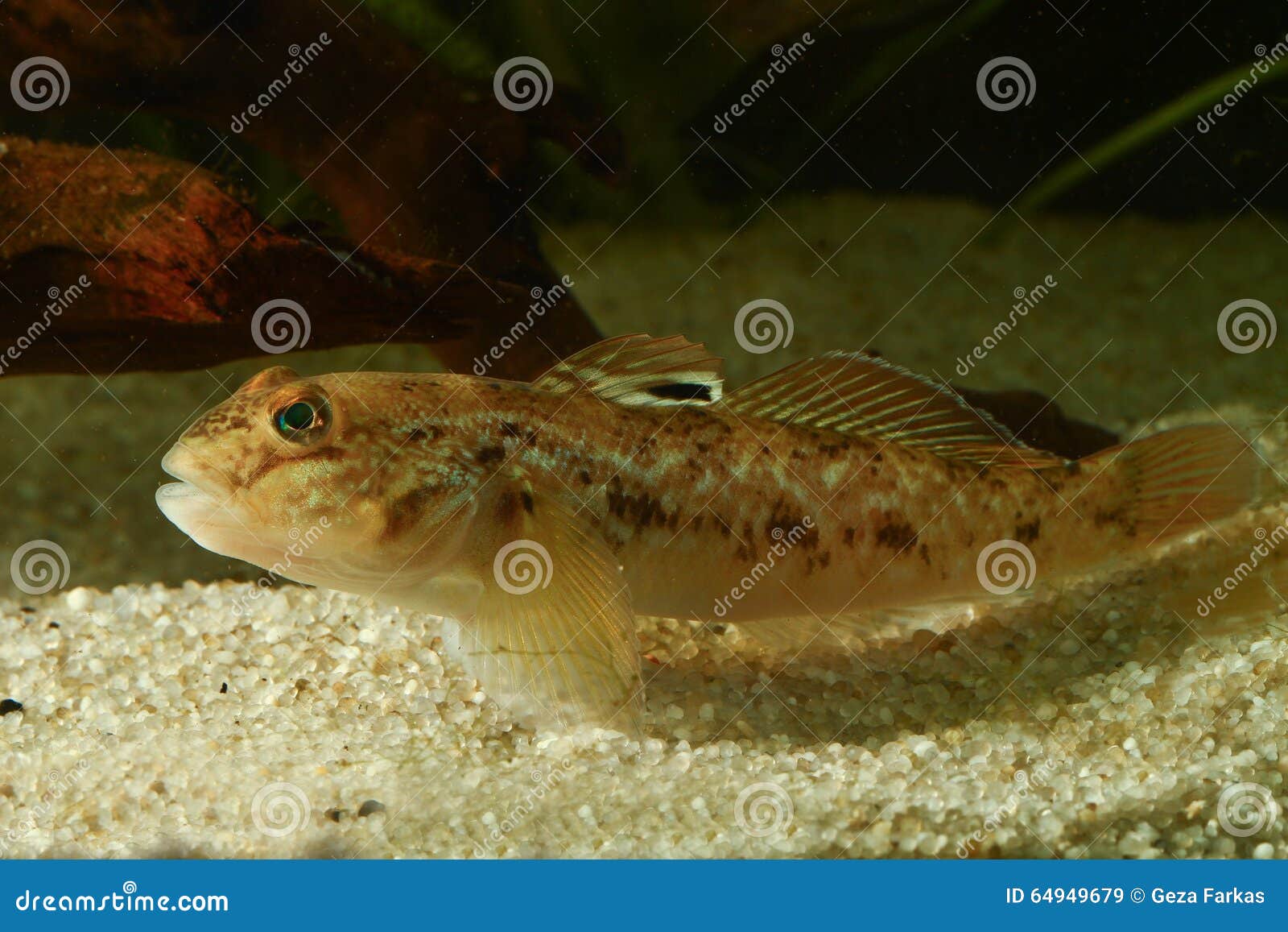 Round Goby, Neogobius Melanostomus Stock Image - Image of fishing ...