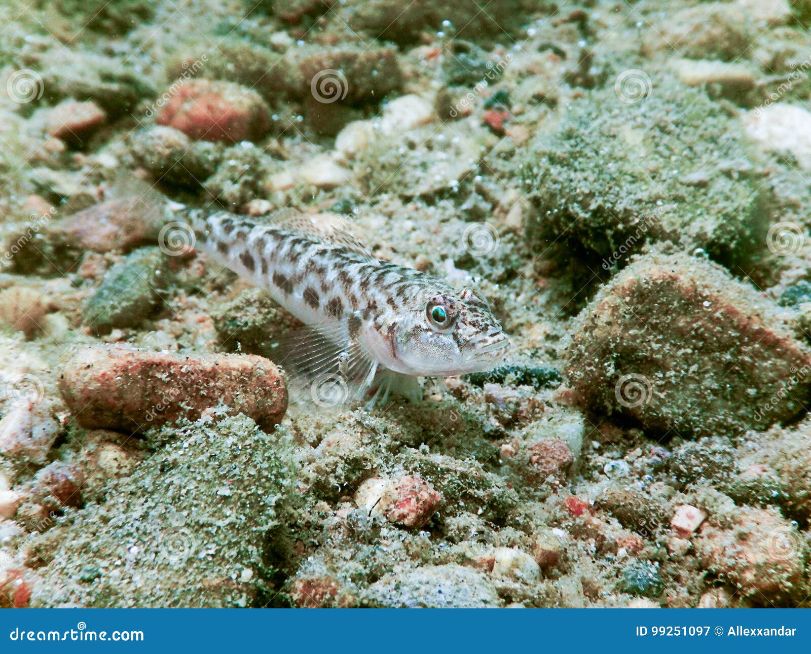 Round Goby Underwater Close Up. Fresh Water Fish Stock Image - Image of ...