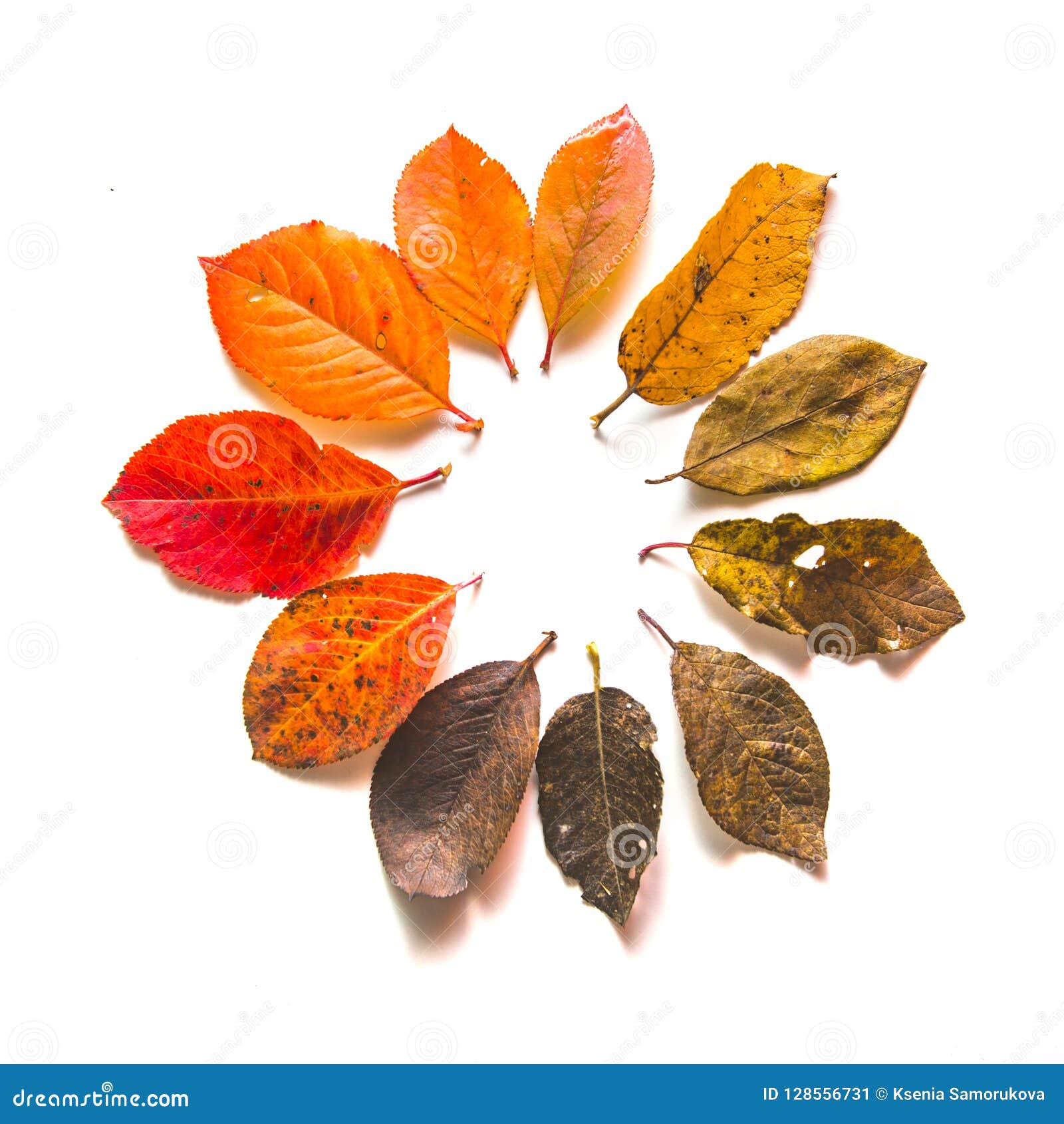 Round Gradient of Fall Leaves. Autumn Stock Image - Image of brown ...