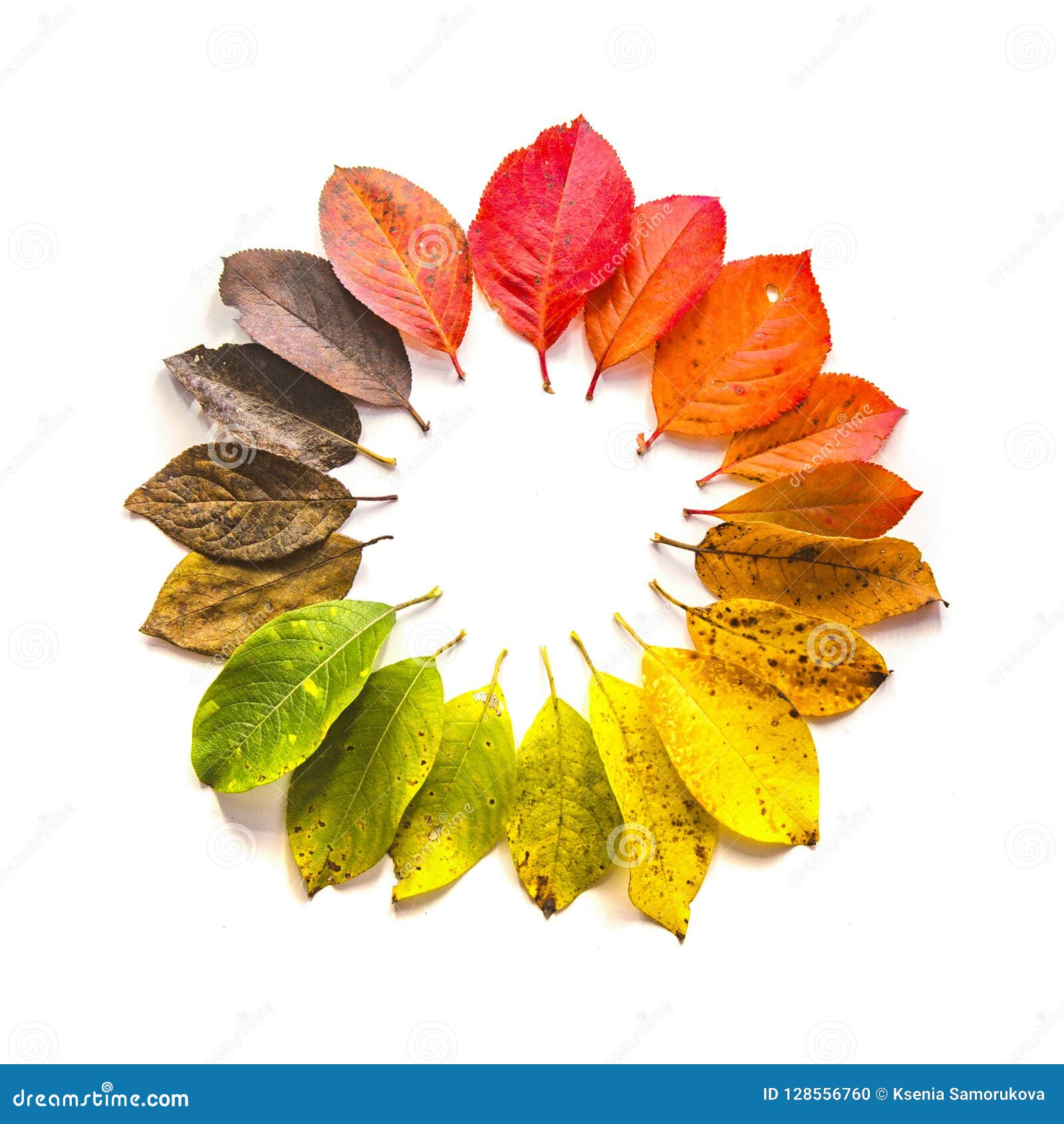 Round Gradient of Fall Leaves. Autumn Stock Photo - Image of color ...