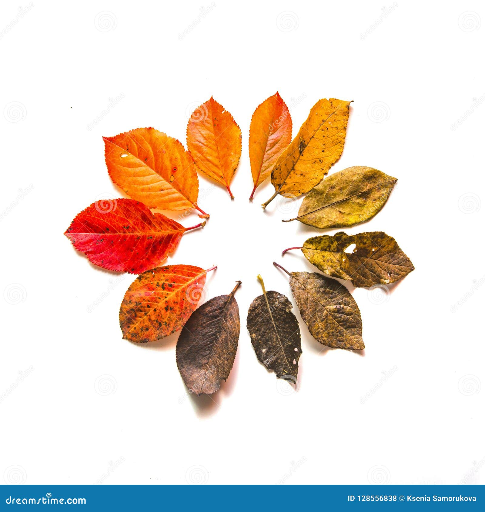 Round Gradient of Fall Leaves. Autumn Stock Photo - Image of nature ...