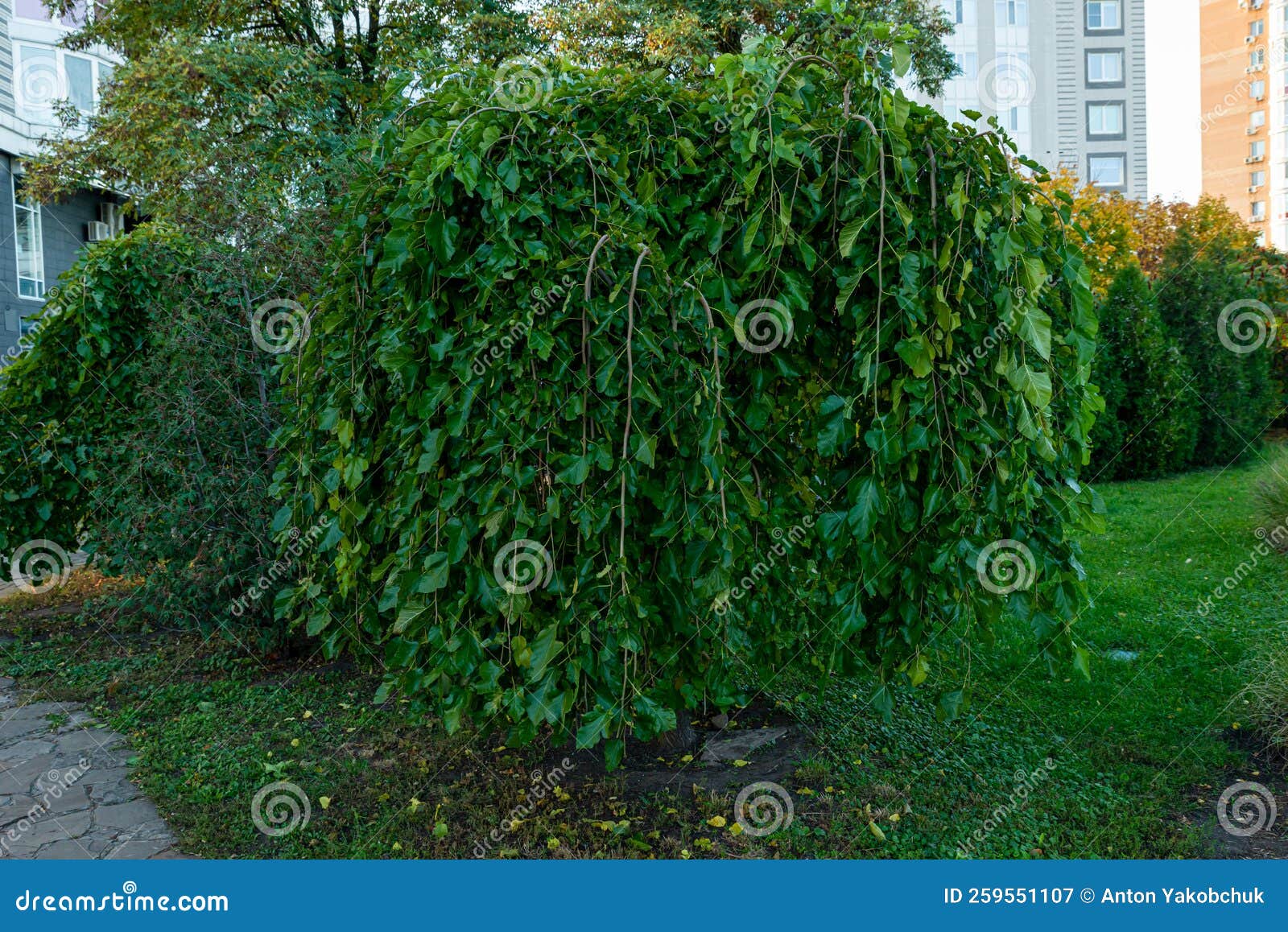 Round Green Bushes in a Park Cut in a Triangle Shape Stock Image ...