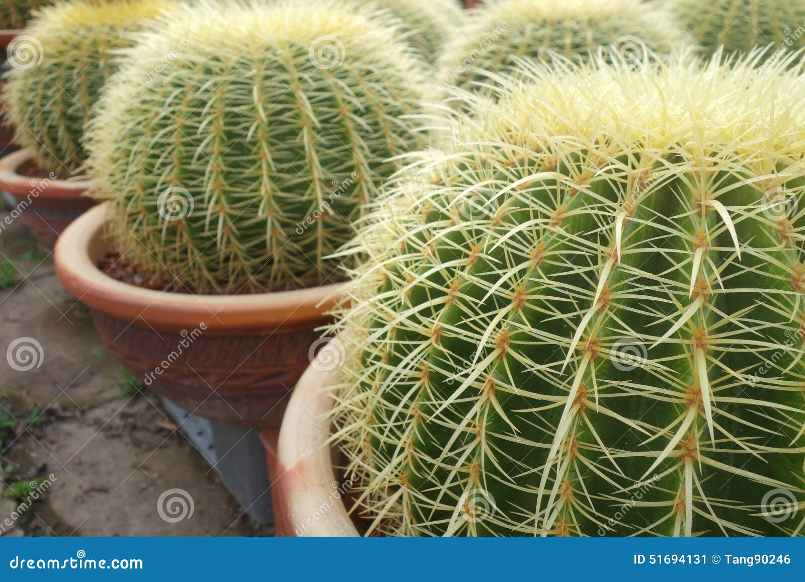 Round green cactus stock image. Image of grow, living - 51694131