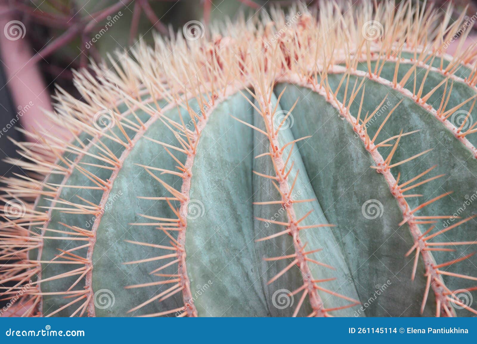 Round Green Cactus with Large Sharp Needles. Side View. Succulent Stock ...