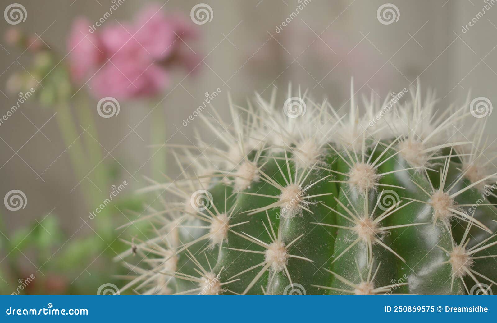 Round Green Cactus with Long Sharp Rings Stock Image - Image of ...