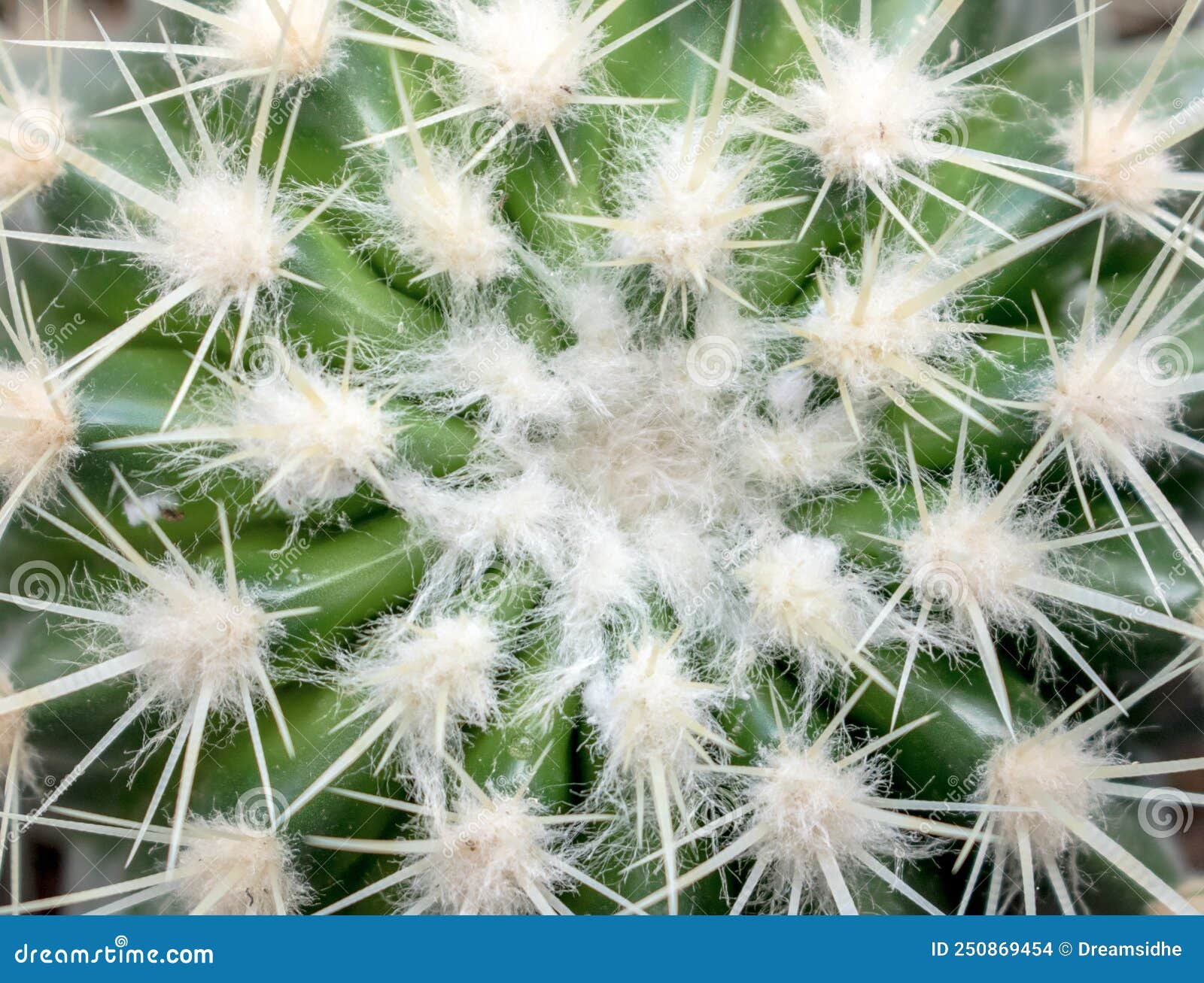 Round Green Cactus with Long Sharp Rings Stock Photo - Image of growth ...