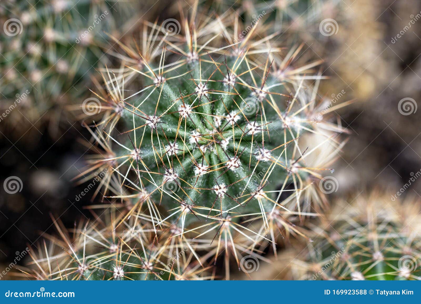 Round Green Cactus, Prickly Plant, Top View Stock Photo - Image of ...