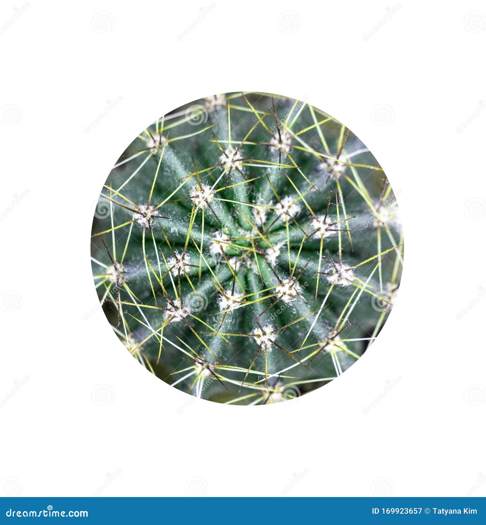 Round Green Cactus, Prickly Plant, Top View Stock Image - Image of ...