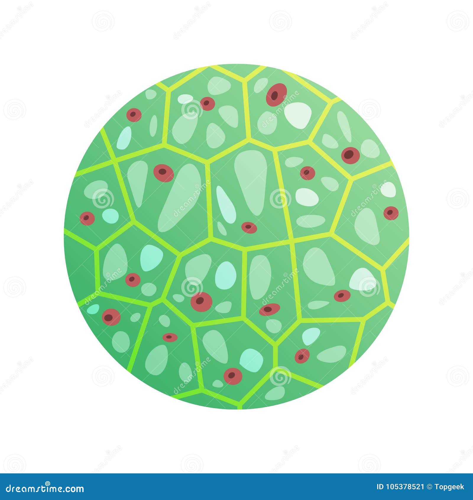 Round Green Cell with Microorganisms Vector Icon Stock Vector ...