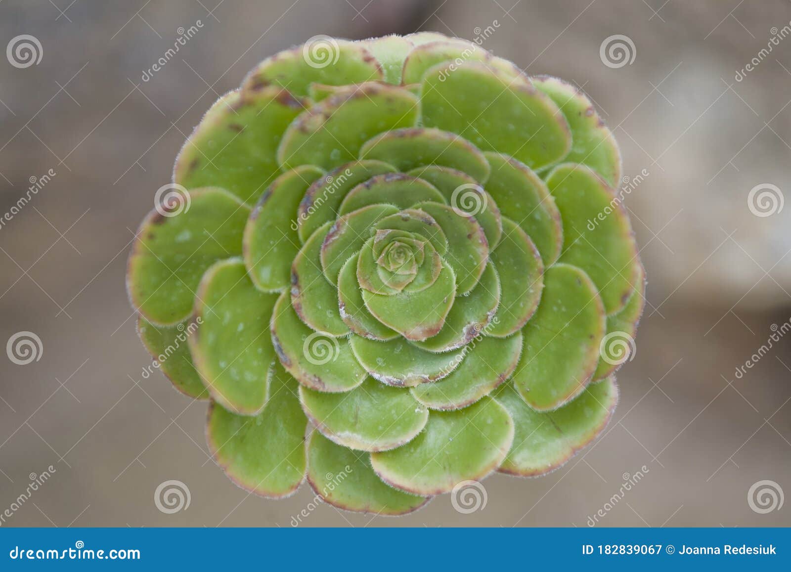 Round Green Flower of a Cactus Flower in Close-up Stock Image - Image ...