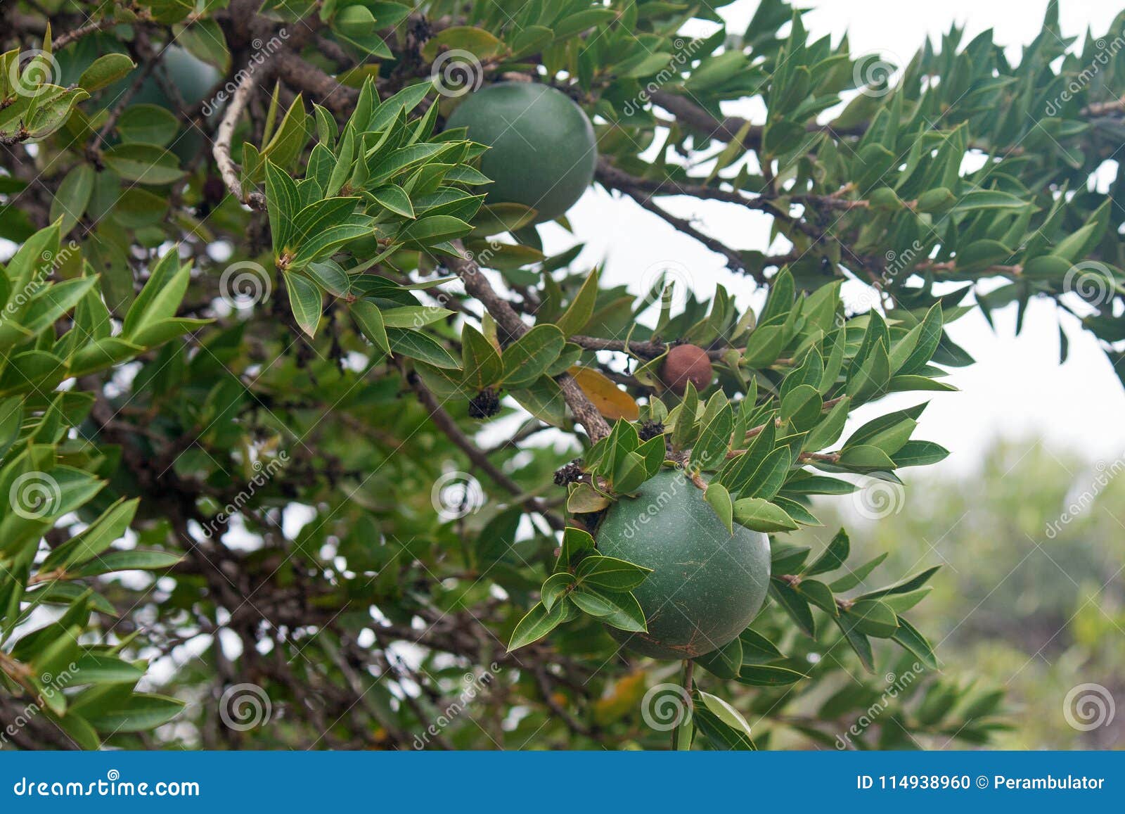 ROUND GREEN FRUIT on a SPINE-LEAVED MONKEY ORANGE TREE in the WILD ...