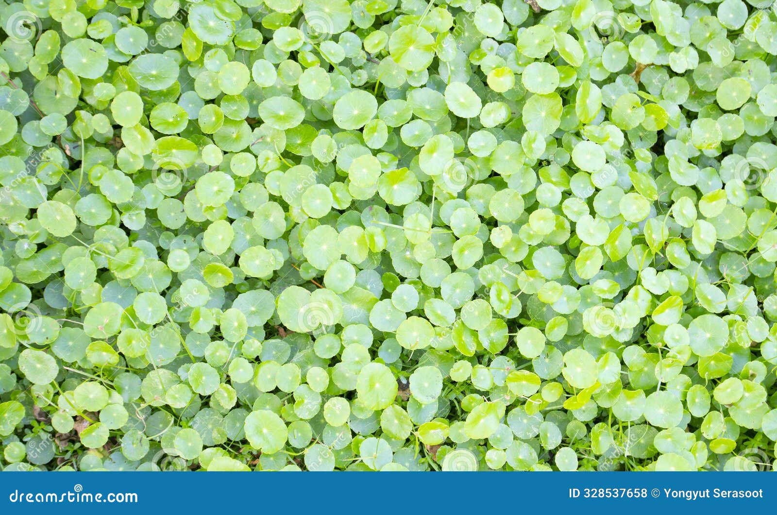 Round Green Leaf Plant Cluster Pattern Texture Stock Photo - Image of ...