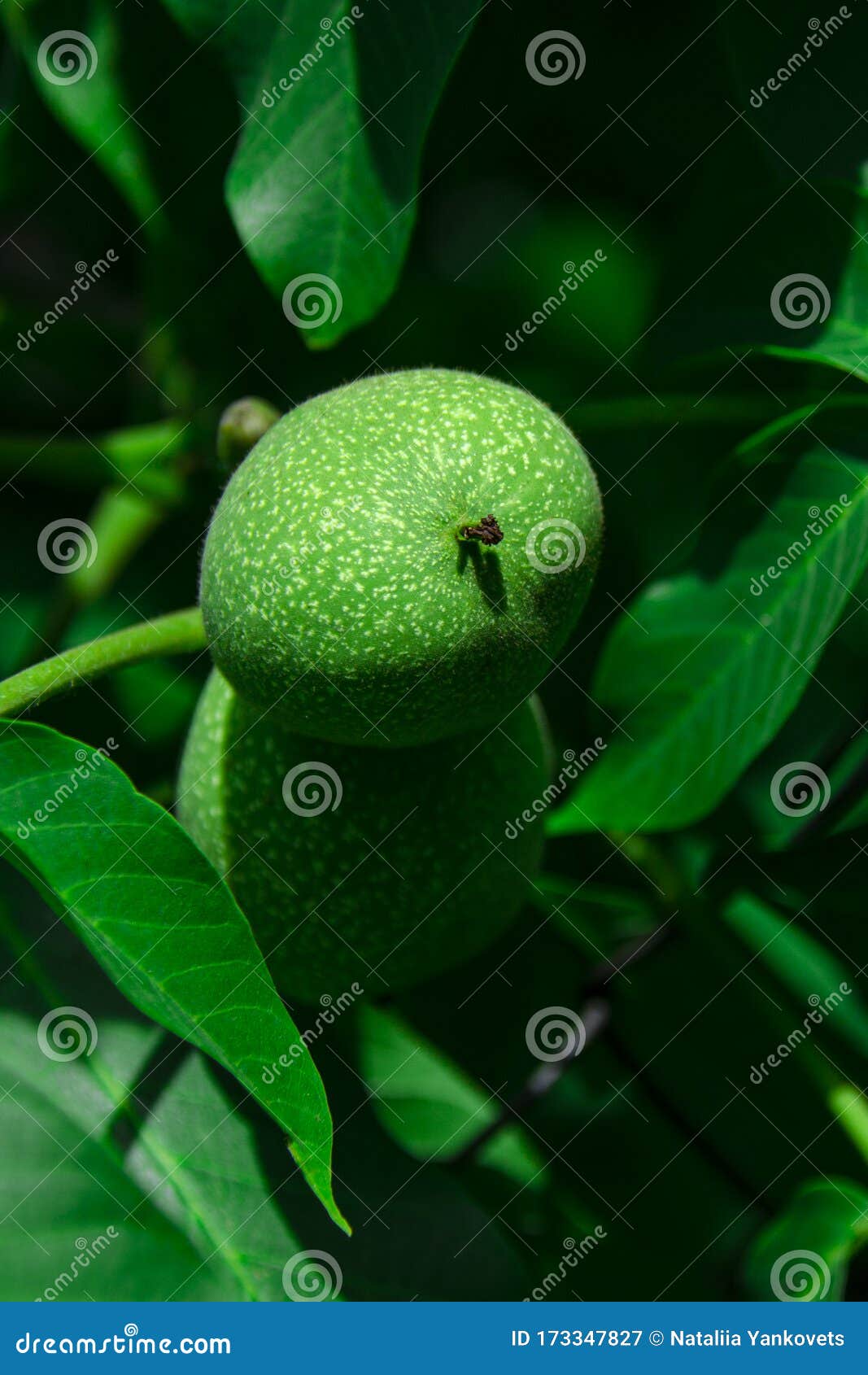Round Green Walnut Grows on Green Tree among Leaves Stock Image - Image ...