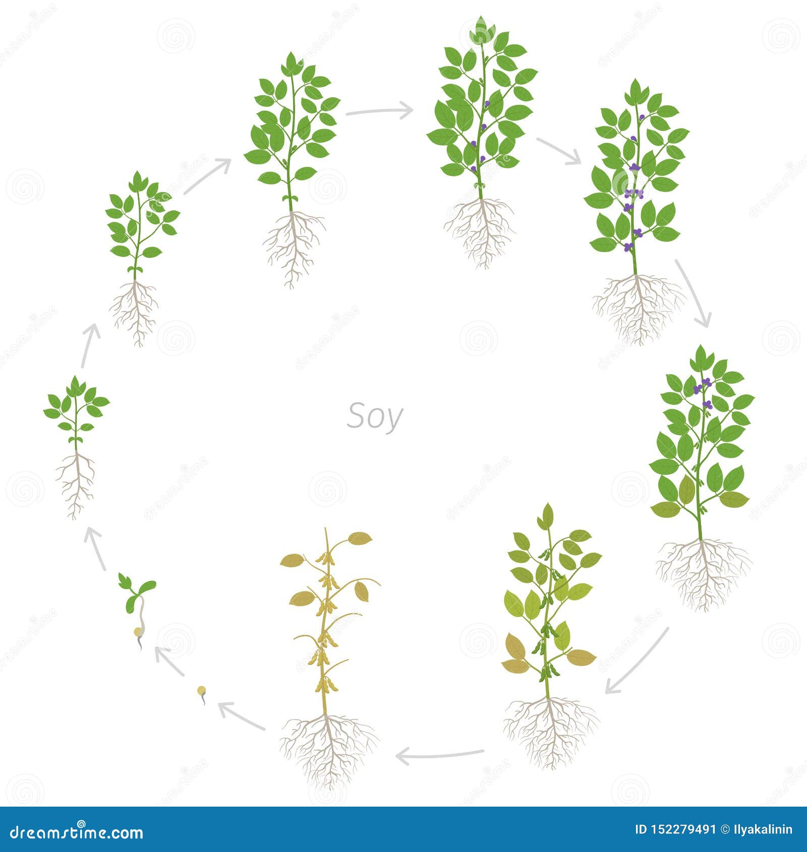 Soybean Plant Stages Soybean Plant Stages