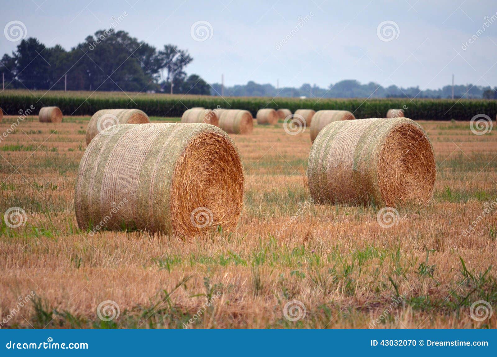 Round Hay Bails in Field stock photo. Image of corn, bails - 43032070