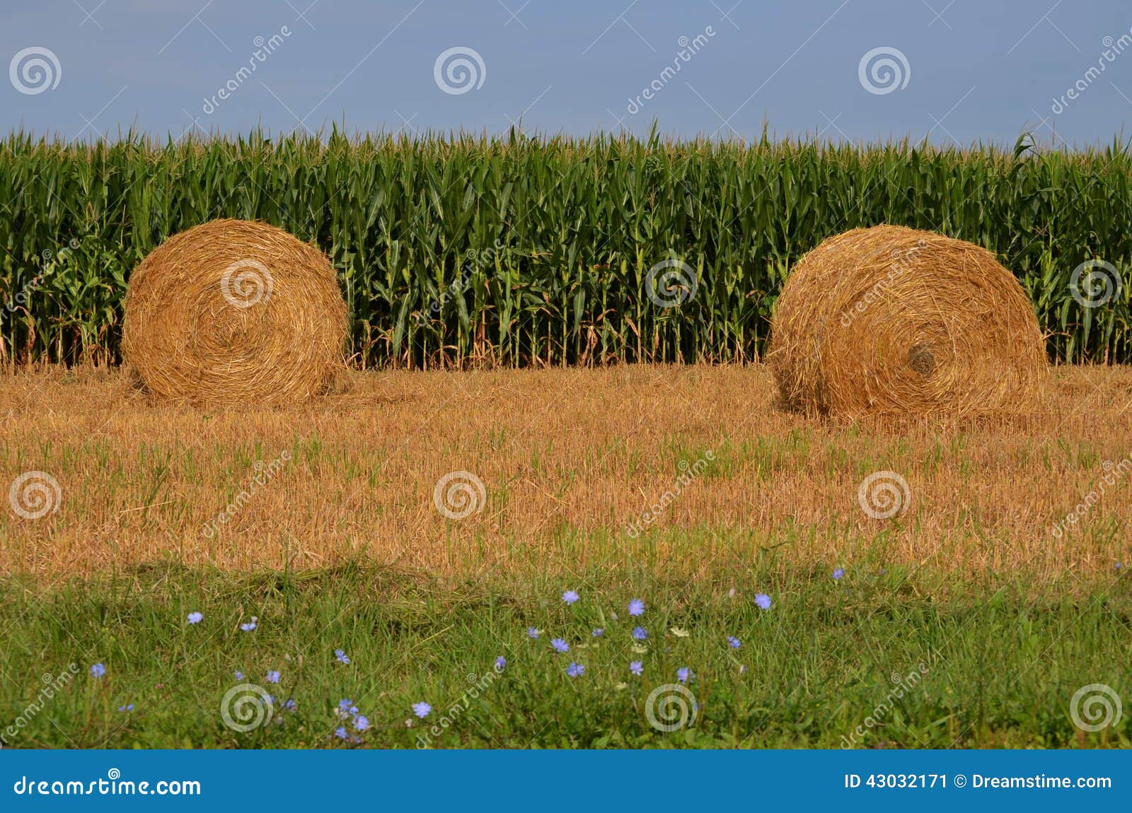 Round Hay Bails in Field stock image. Image of pasture - 43032171