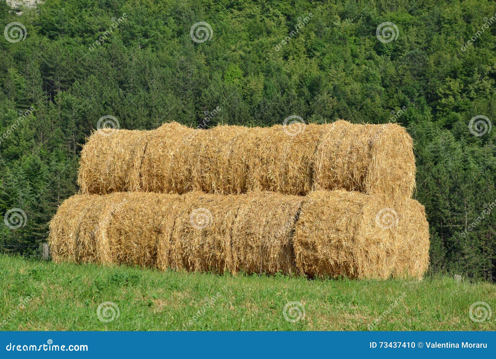 Round Hay Bails stock photo. Image of agricultural, farming - 73437410