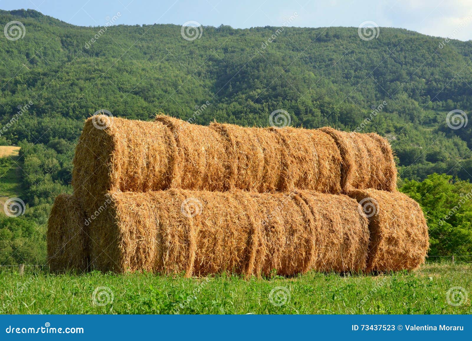 Round Hay Bails stock image. Image of gold, grass, corn - 73437523